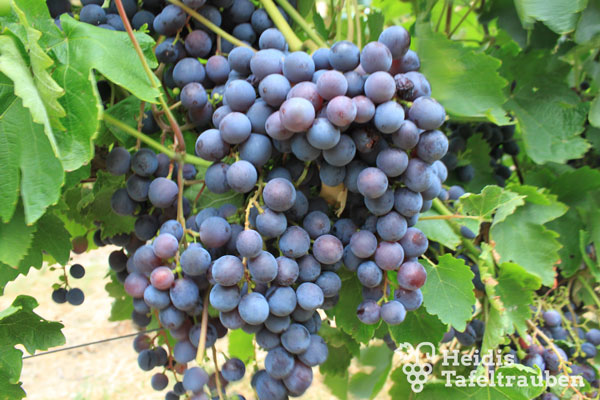 Vitis vinifera – Tafeltraube King Ruby online kaufen bei Heidis ...